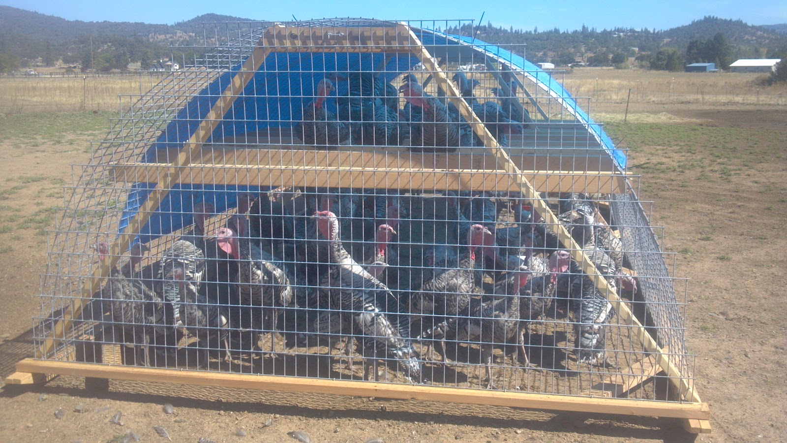 Life With Little Sprouts Farm: Fourth generation turkey coop!